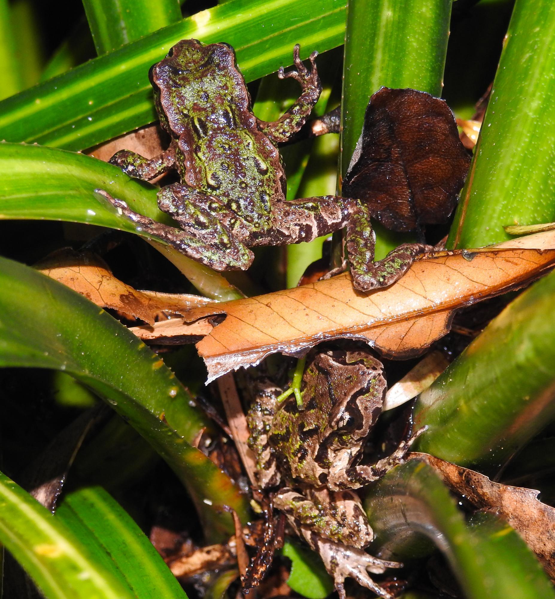 Leiopelma archeyi | NZHS